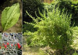 Plant of the Month - Wolfberry | Trees for Health Garden
